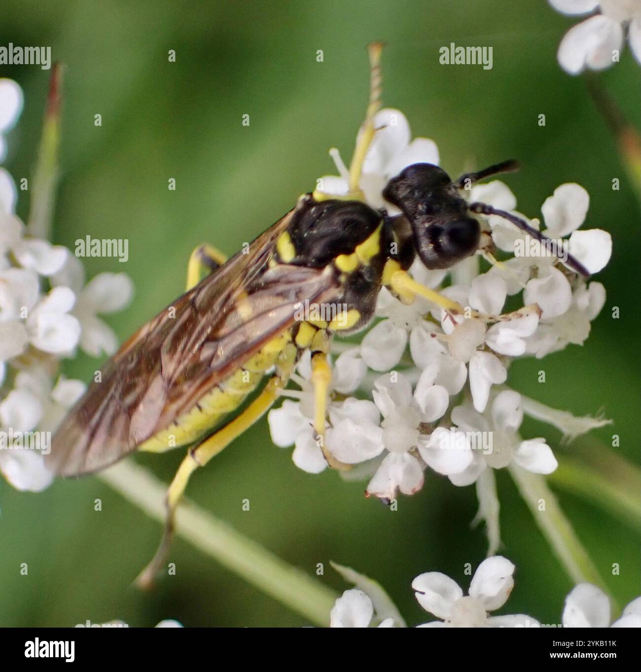 Yellow-sided Clover-sawfly (Tenthredo notha Stock Photo - Alamy