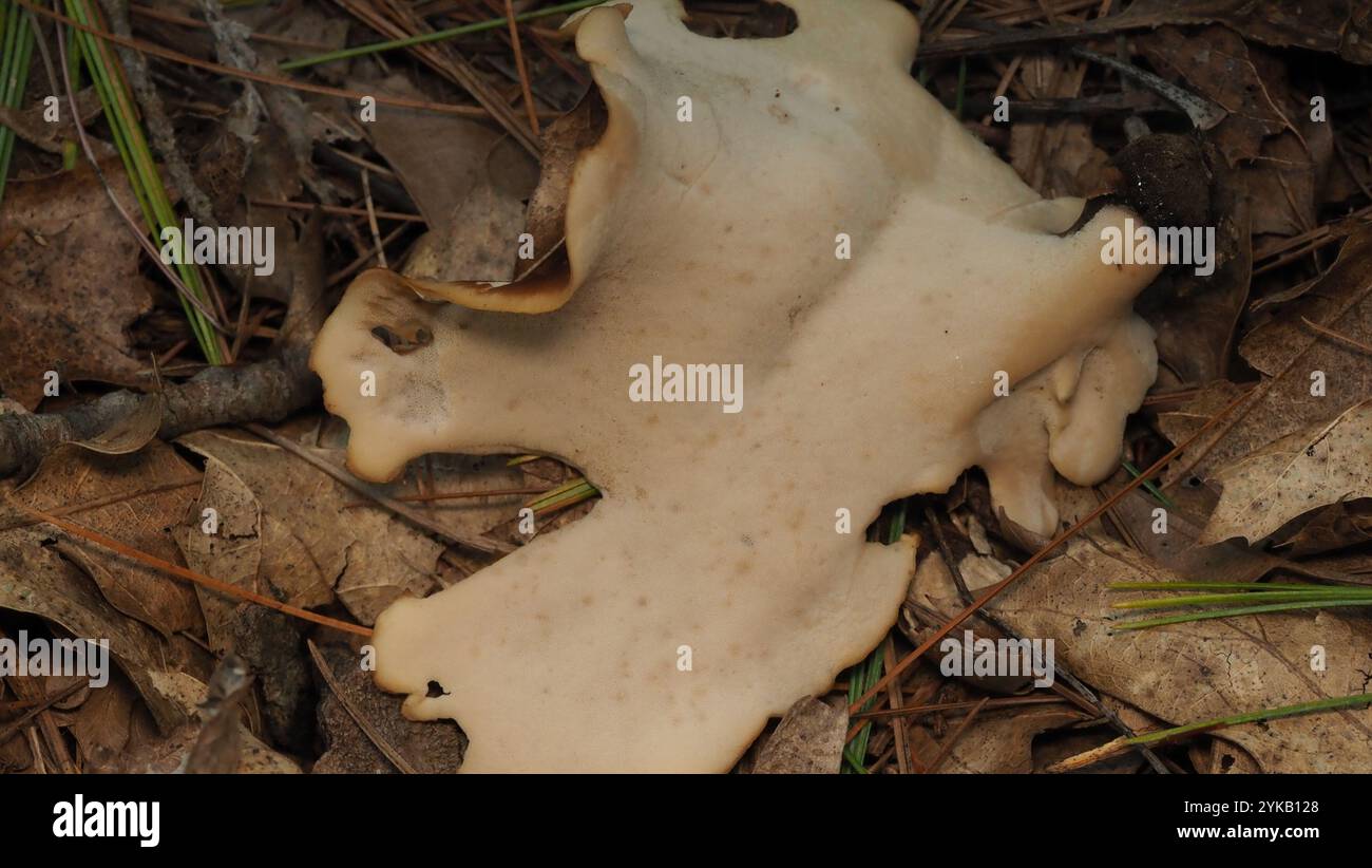The bay polypore hi-res stock photography and images - Alamy