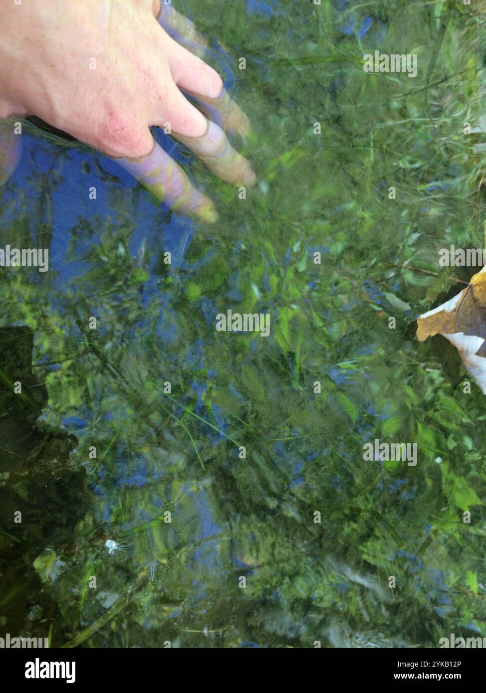 northern quillwort (Isoetes septentrionalis Stock Photo - Alamy