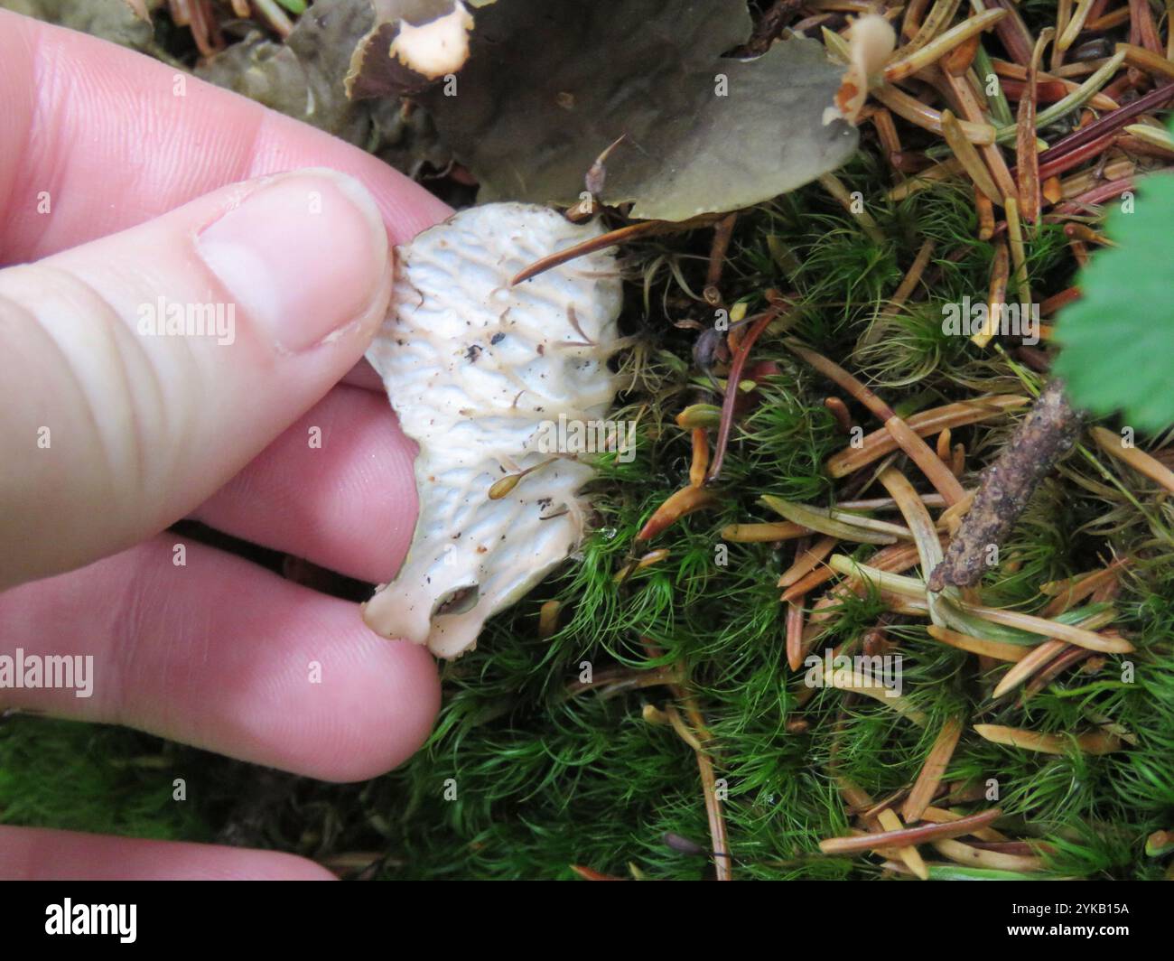 membranous pelt lichen (Peltigera membranacea Stock Photo - Alamy