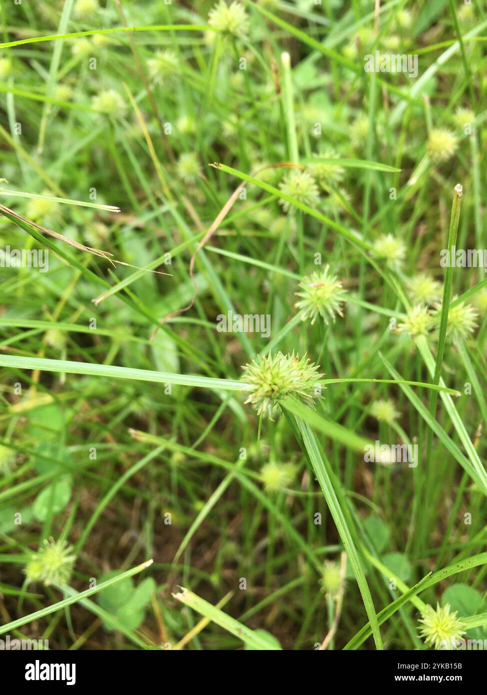 Asiatic Greenhead Sedge (Cyperus brevifolioides Stock Photo - Alamy