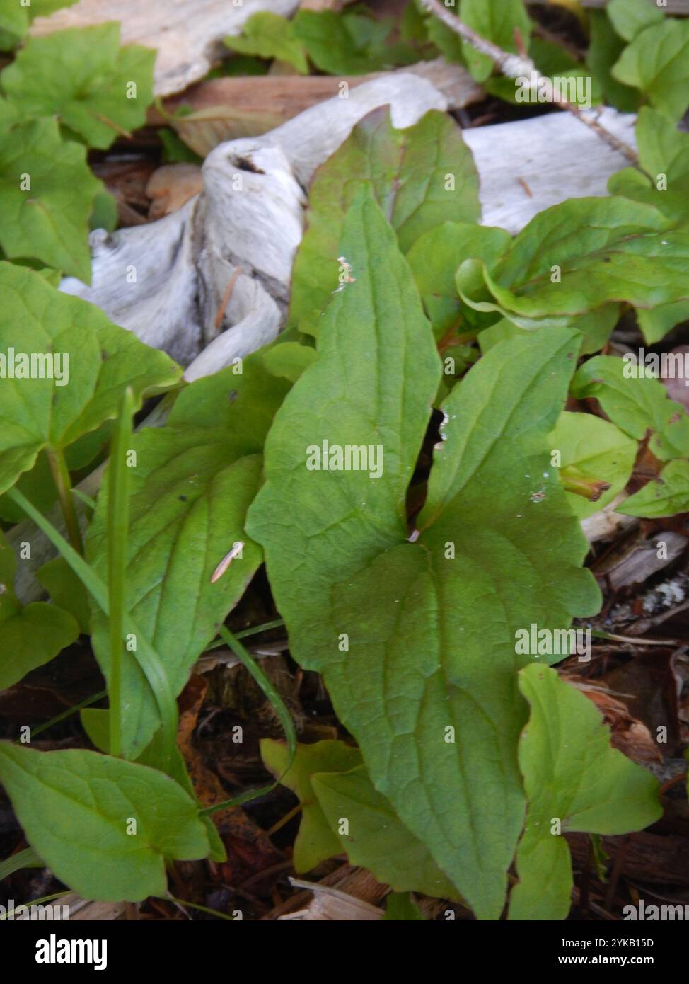 western rattlesnake root (Nabalus alatus Stock Photo - Alamy