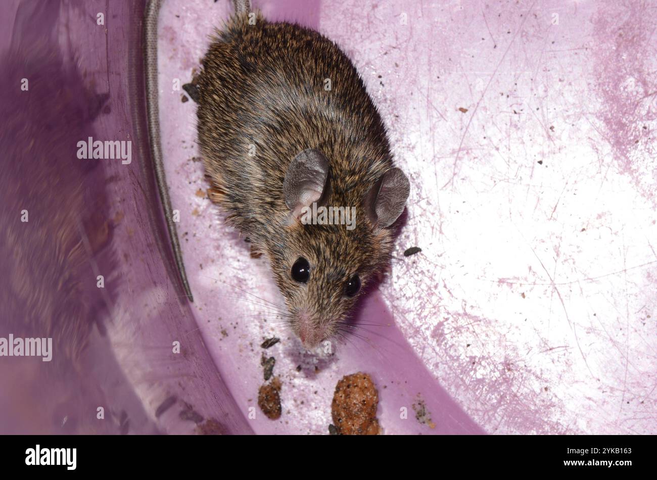 Multimammate hi-res stock photography and images - Alamy