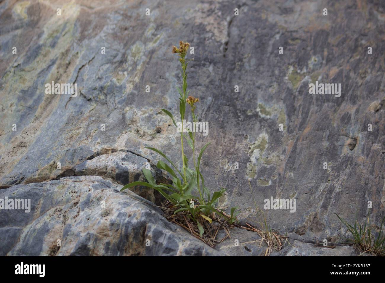 Tall western groundsel (Senecio integerrimus Stock Photo - Alamy