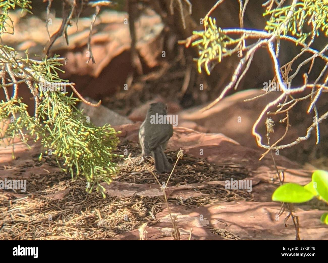 Juniper titmouse hi-res stock photography and images - Alamy