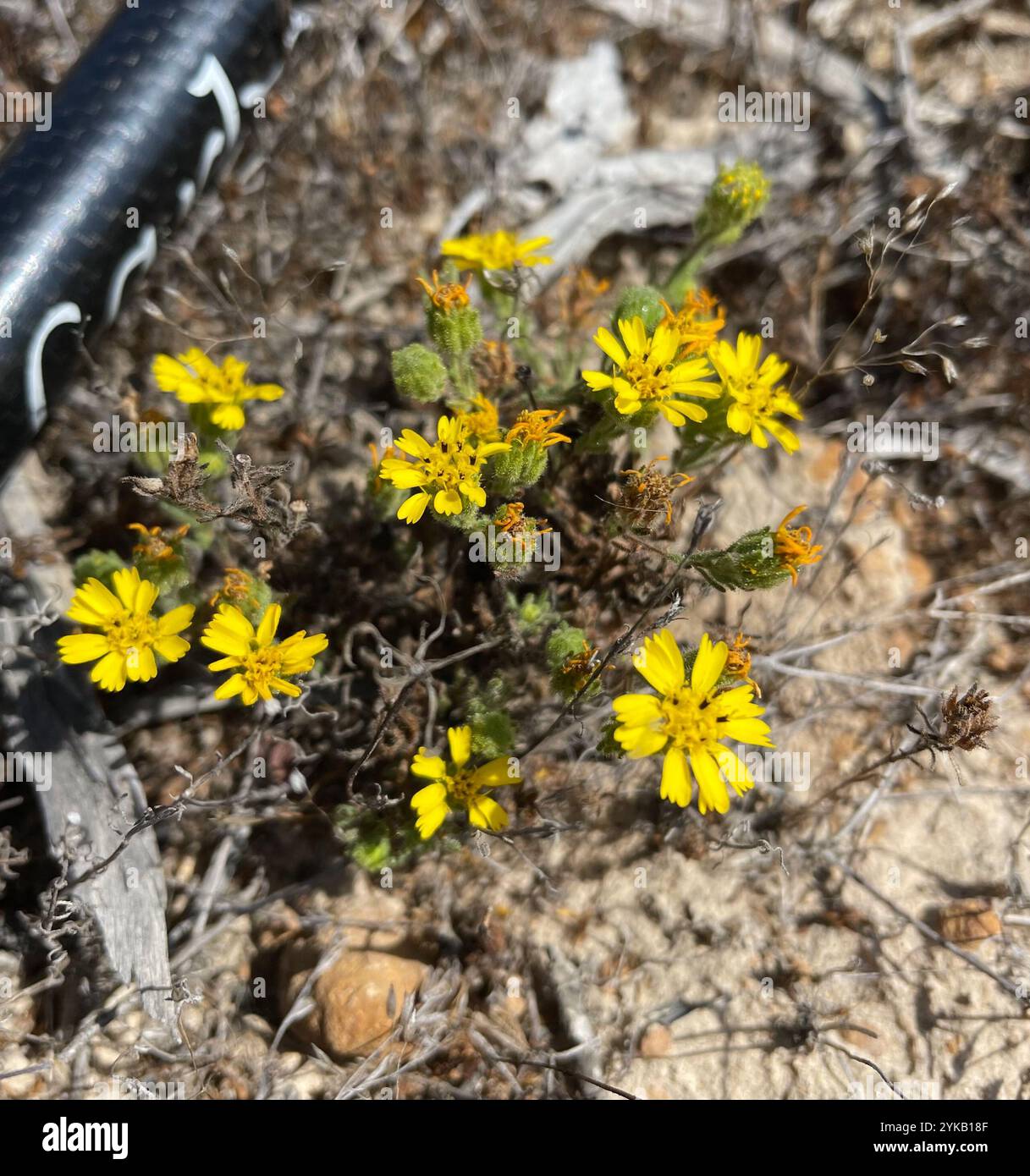 Coastal Tarweed (Deinandra corymbosa Stock Photo - Alamy