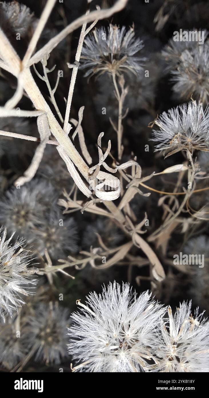 False Boneset (Brickellia eupatorioides Stock Photo - Alamy
