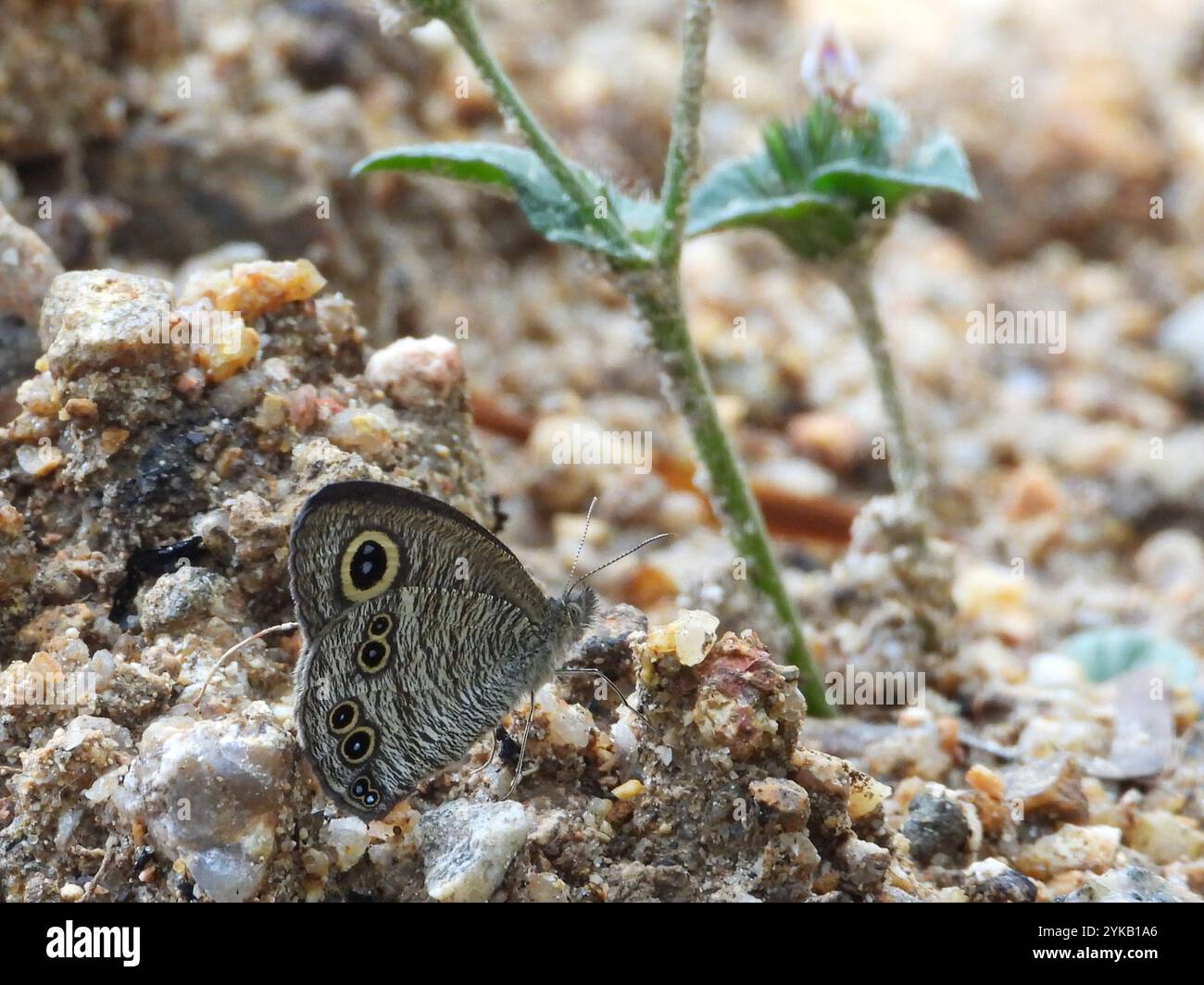 Common Five-ring (Ypthima baldus Stock Photo - Alamy