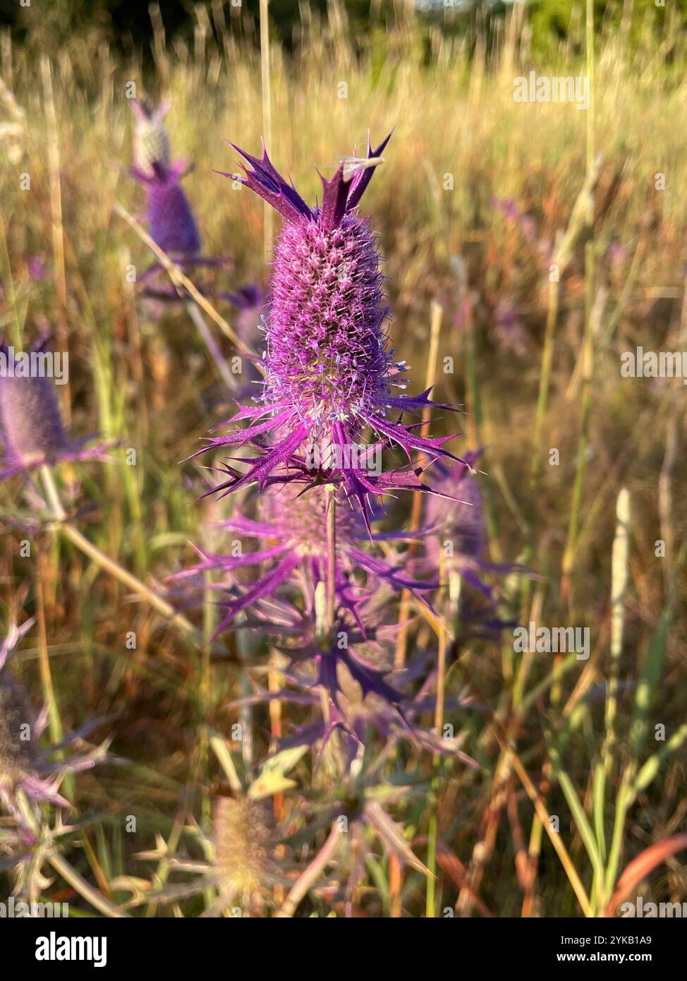 Leavenworth's eryngo (Eryngium leavenworthii Stock Photo - Alamy