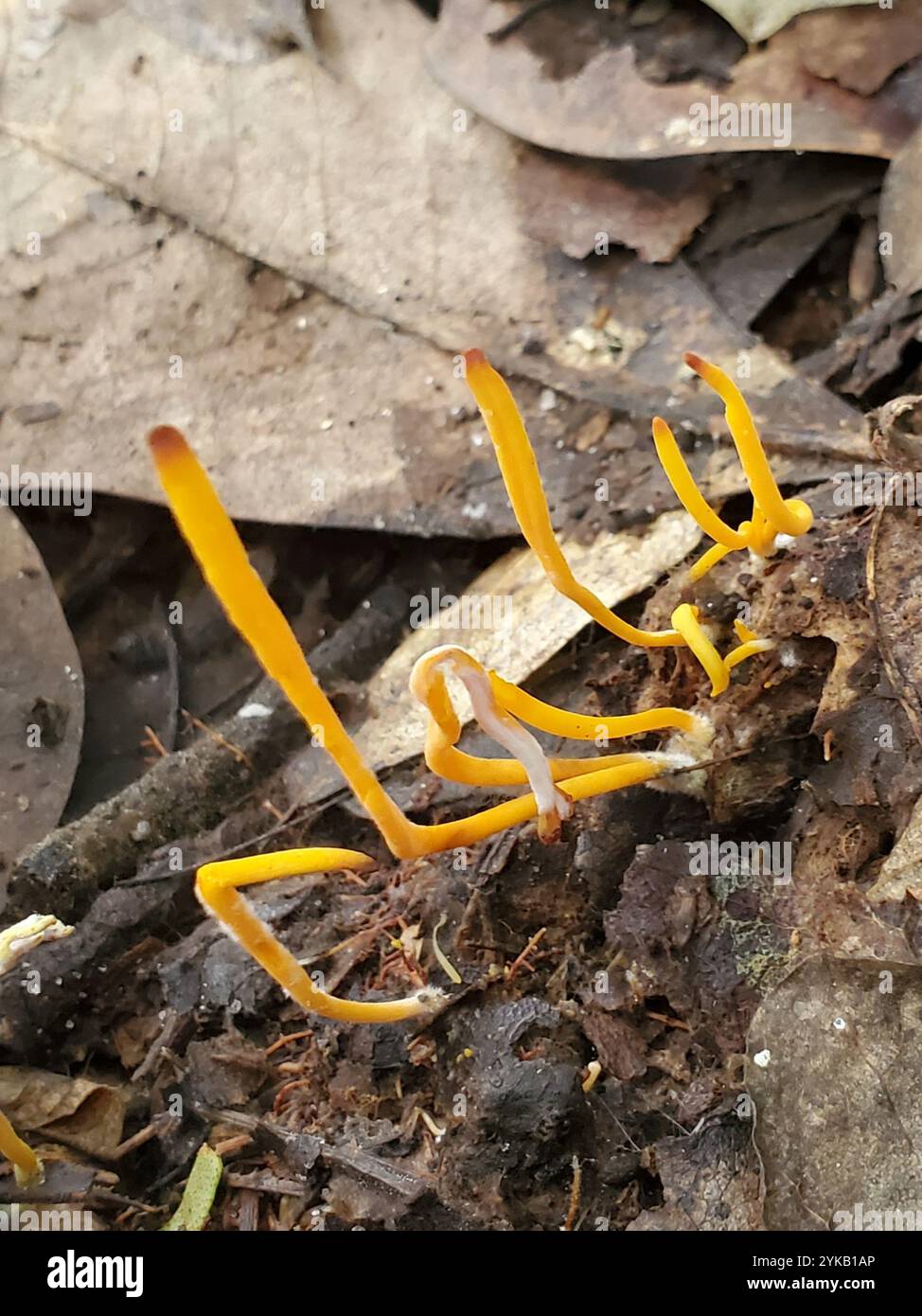 antler and spindle fungi (Clavariaceae Stock Photo - Alamy