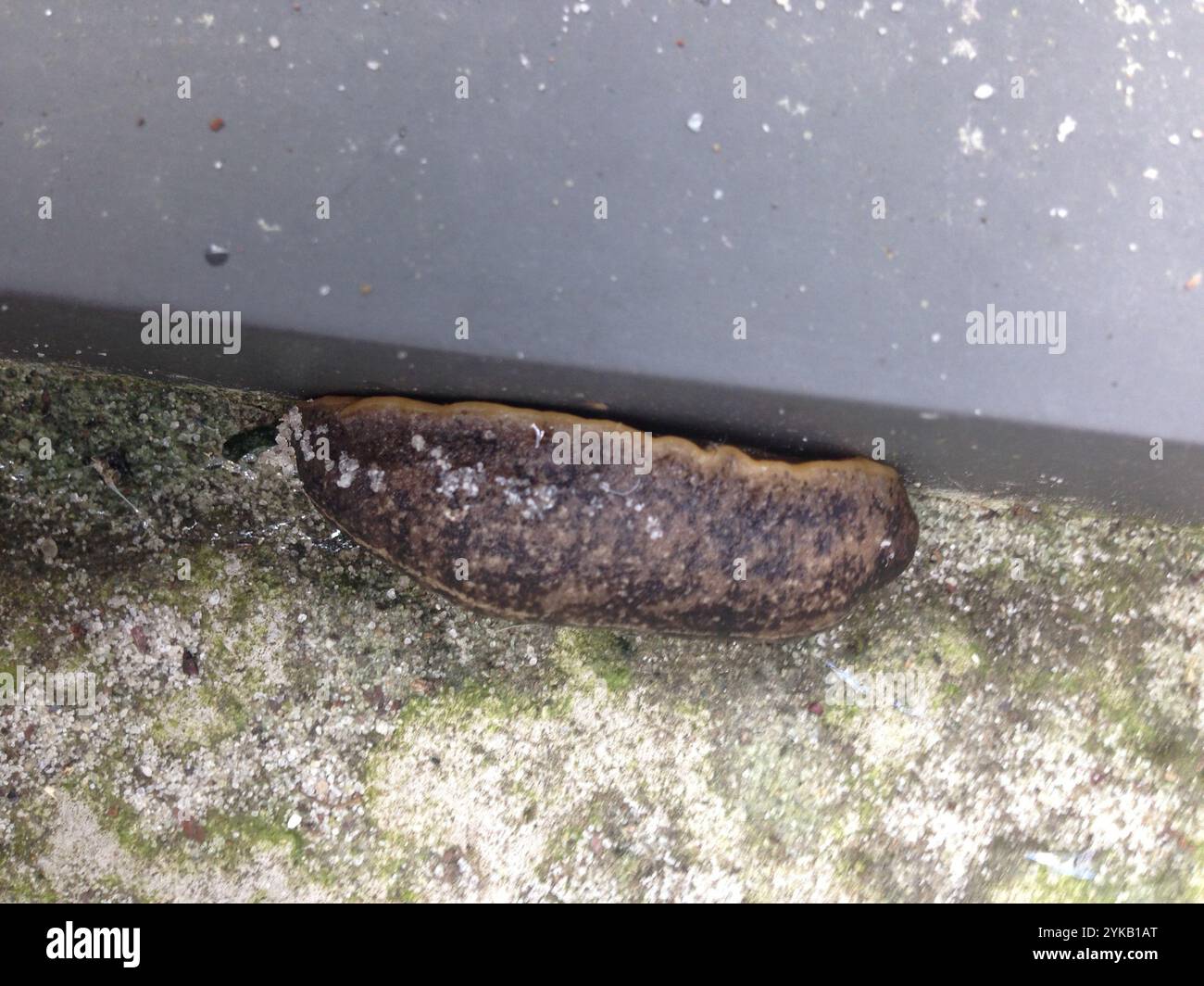 Leatherleaf Slugs (Veronicellidae Stock Photo - Alamy