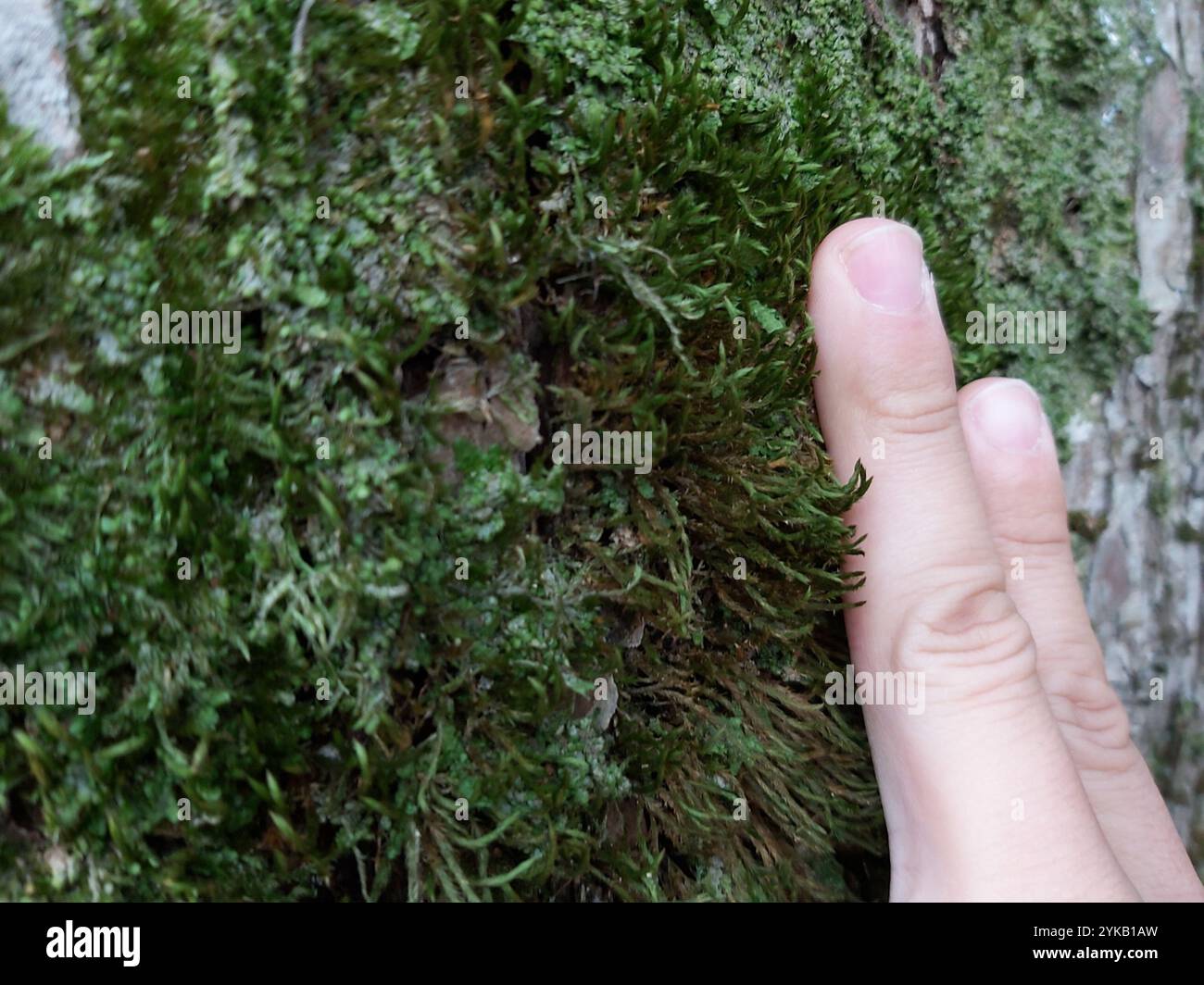 squirrel-tail moss (Leucodon sciuroides Stock Photo - Alamy