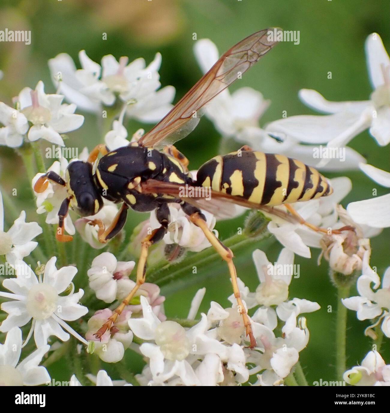 European Paper Wasp (Polistes dominula Stock Photo - Alamy