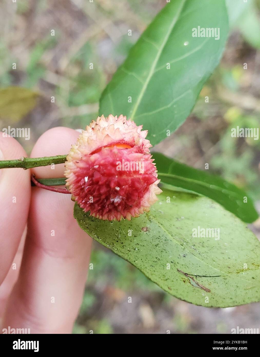 strawberry bush (Euonymus americanus Stock Photo - Alamy