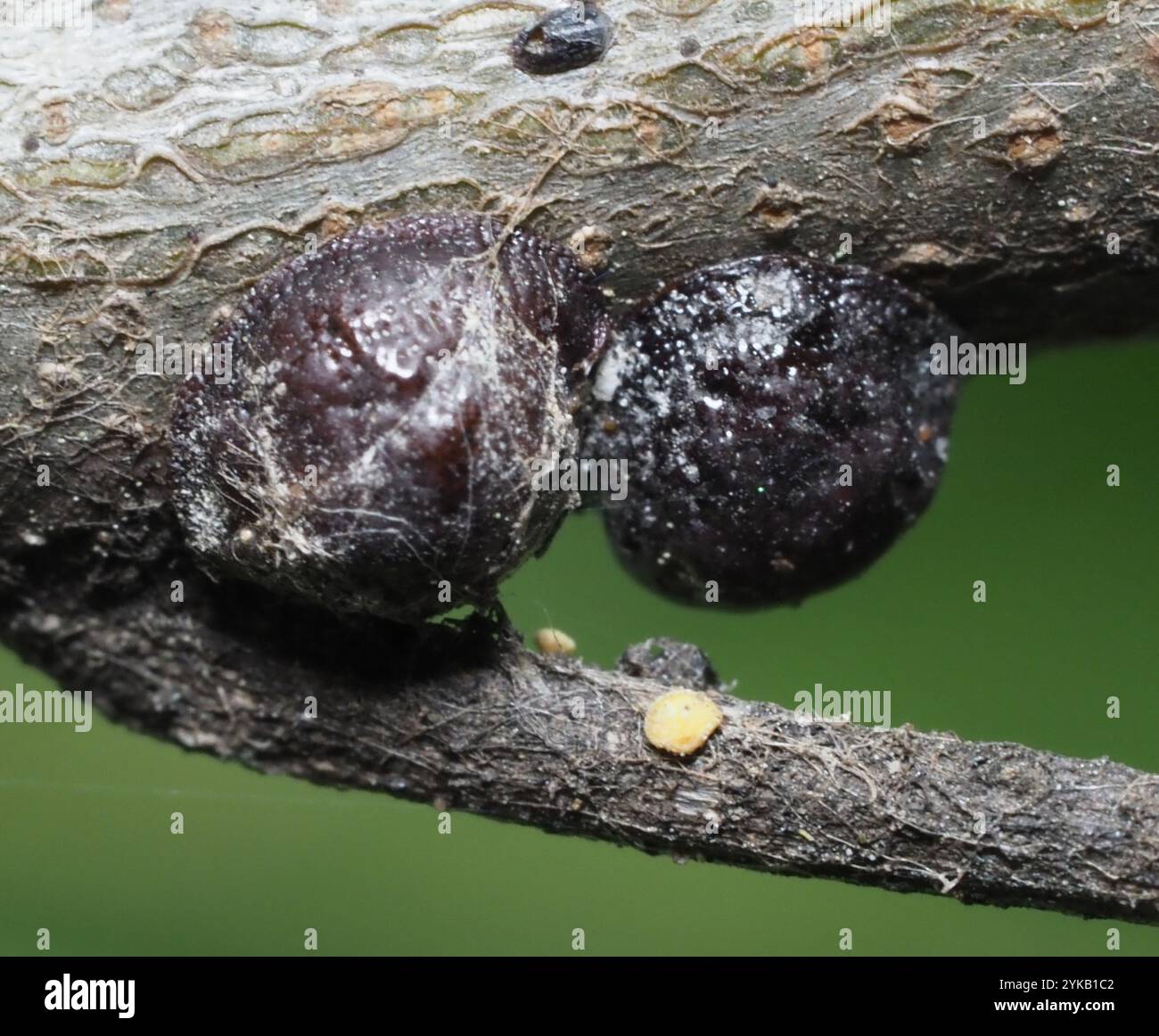 Parthenolecanium hi-res stock photography and images - Alamy