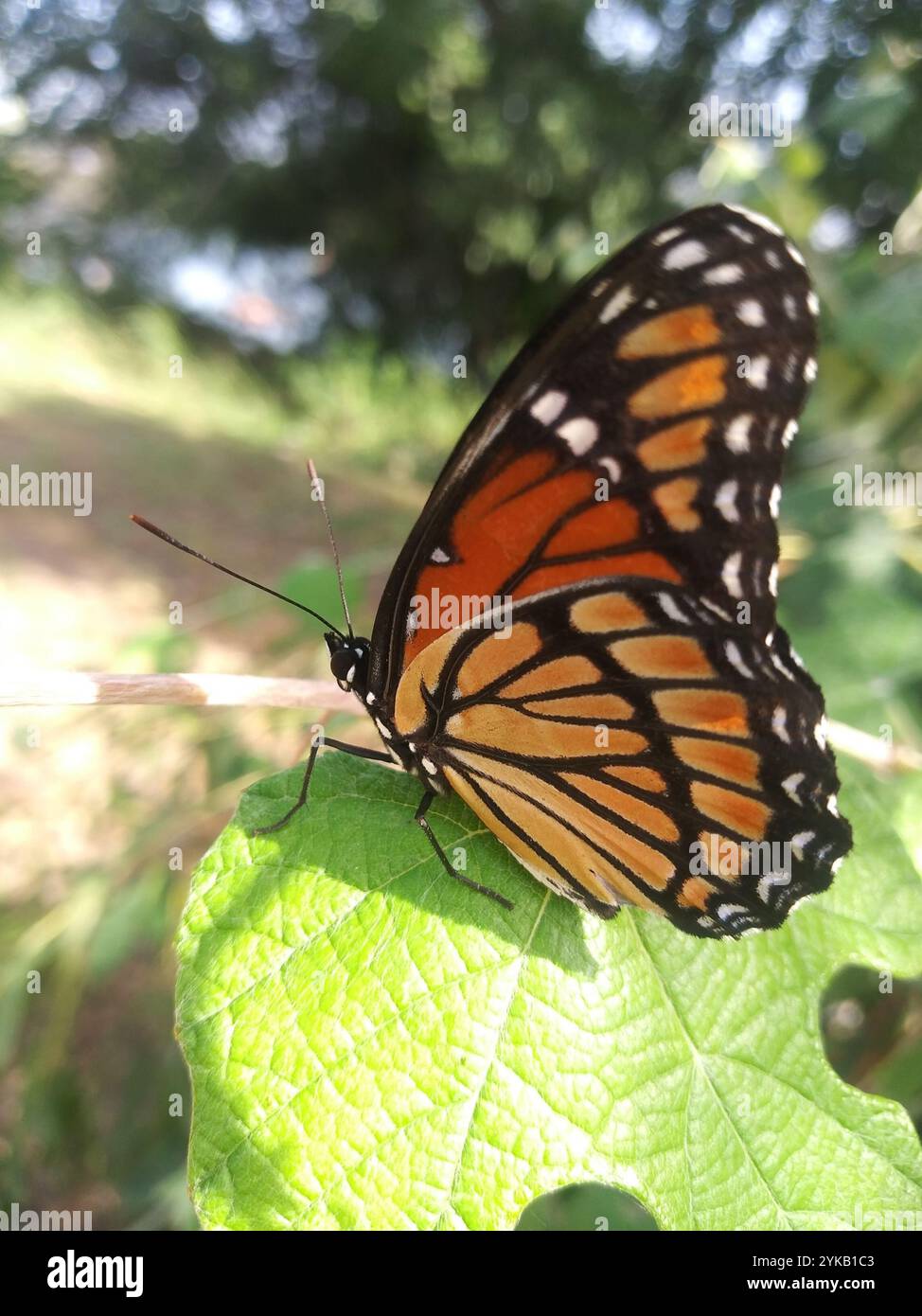 Viceroy (Limenitis archippus Stock Photo - Alamy