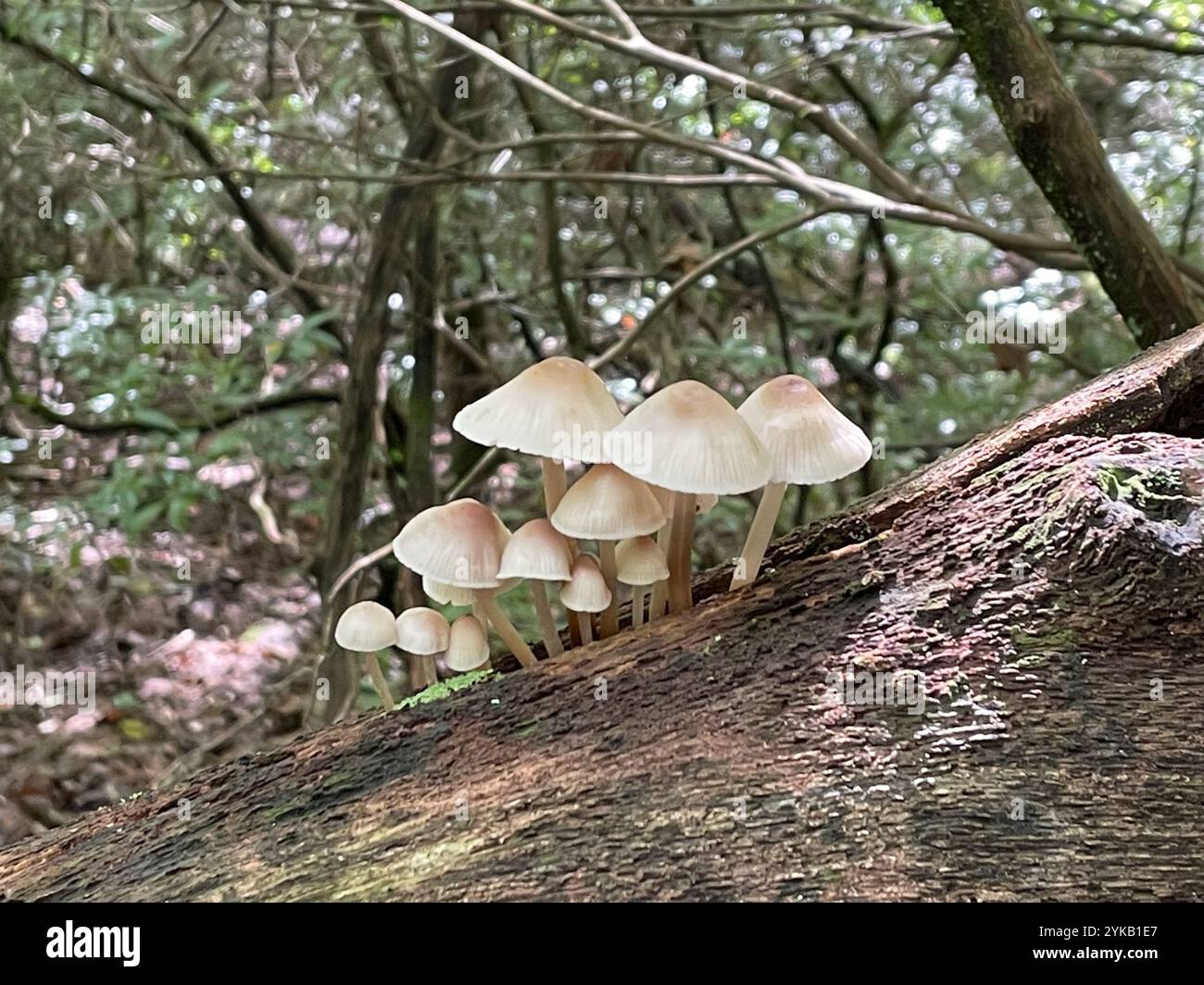 clustered bonnet (Mycena inclinata Stock Photo - Alamy