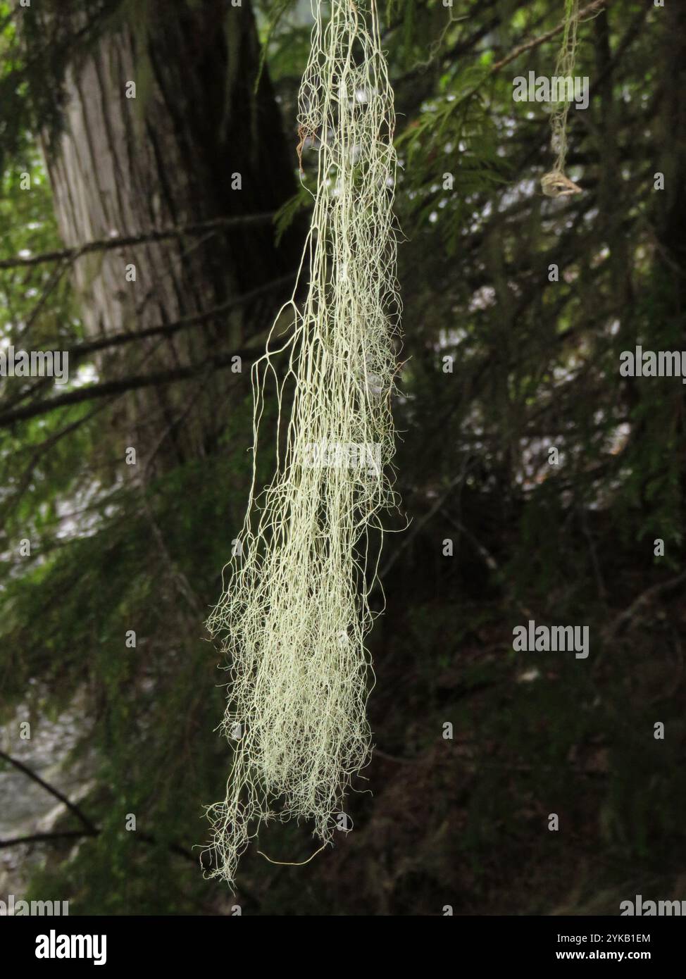 Witch's Hair (Alectoria sarmentosa Stock Photo - Alamy