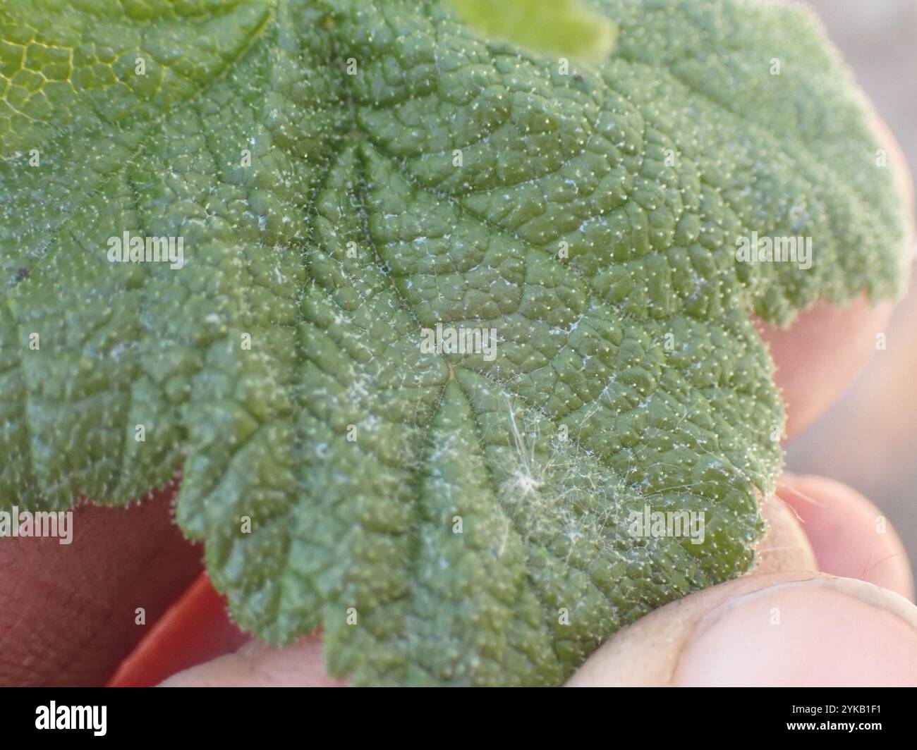 sticky currant (Ribes viscosissimum Stock Photo - Alamy