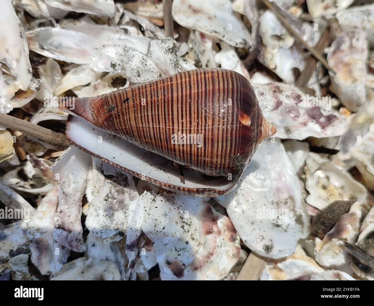 Fig Cone (Conus figulinus Stock Photo - Alamy