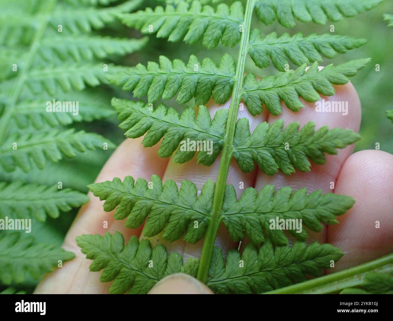 western lady fern (Athyrium filix-femina cyclosorum Stock Photo - Alamy
