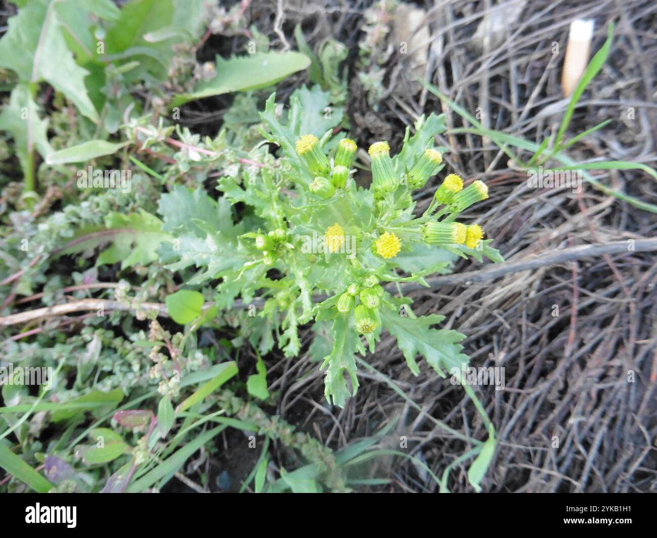 common groundsel (Senecio vulgaris Stock Photo - Alamy