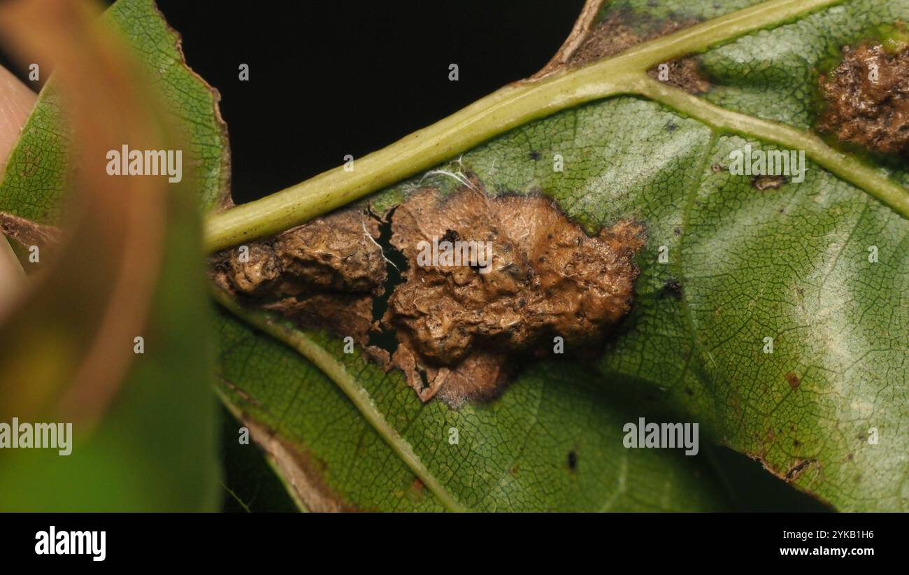 Honeycomb leaf gall wasp (Callirhytis favosa Stock Photo - Alamy