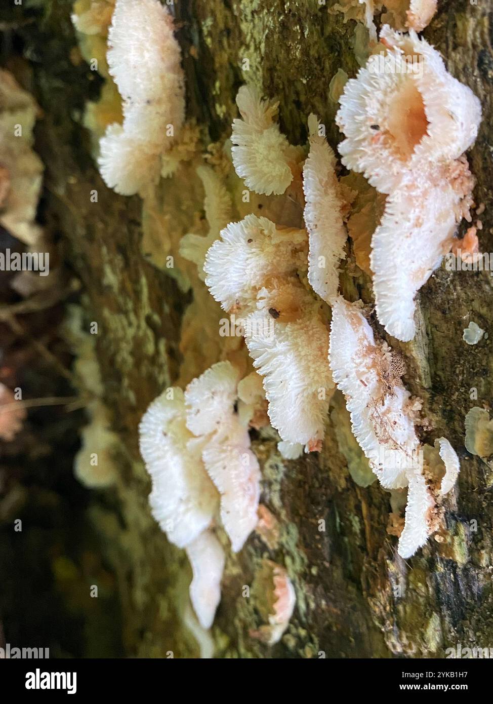Trembling Crust (Merulius tremellosus Stock Photo - Alamy