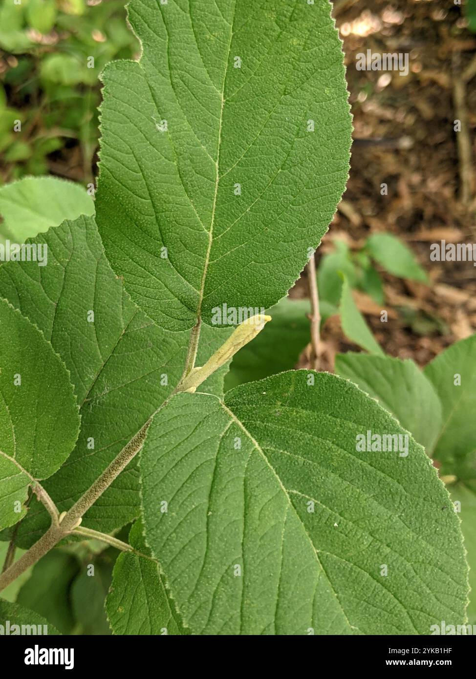 Wayfaring-tree (Viburnum lantana Stock Photo - Alamy