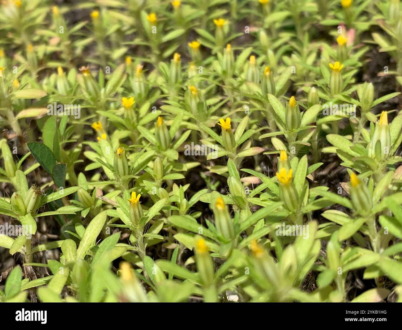 Spreading chinchweed (Pectis prostrata Stock Photo - Alamy
