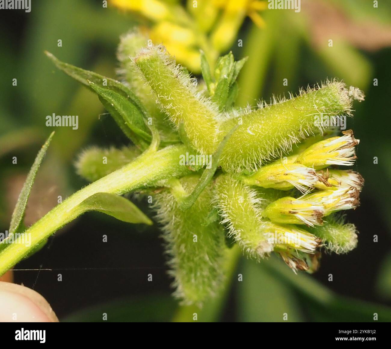 Downy Flower Gall Midge (Rhopalomyia anthophila Stock Photo - Alamy