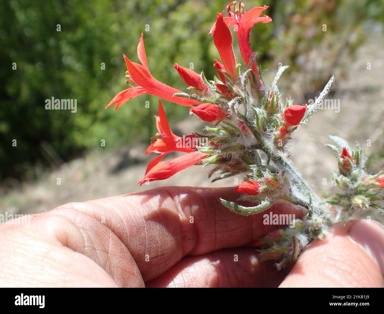 Scarlet Gilia (Ipomopsis aggregata Stock Photo - Alamy