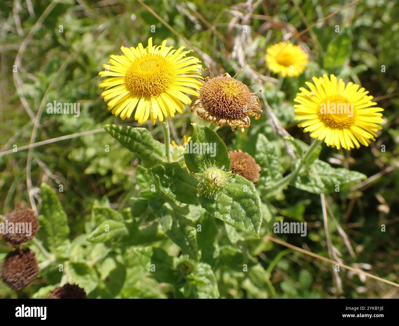Common Fleabane (Pulicaria dysenterica Stock Photo - Alamy