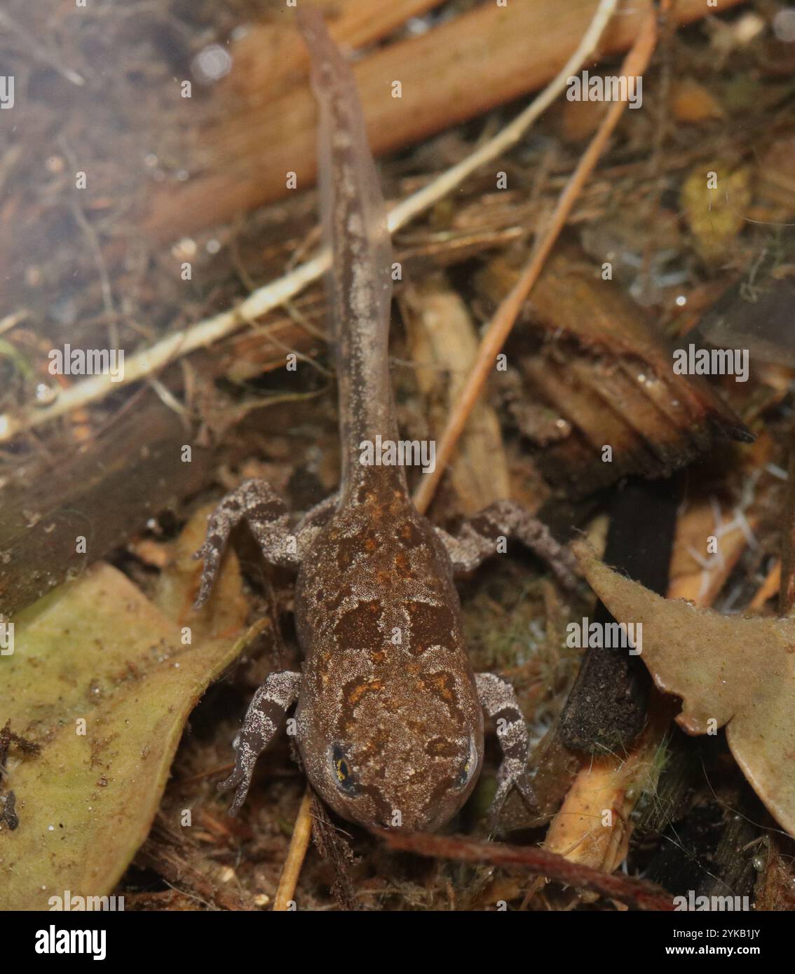 Sand Toad (Vandijkophrynus angusticeps Stock Photo - Alamy