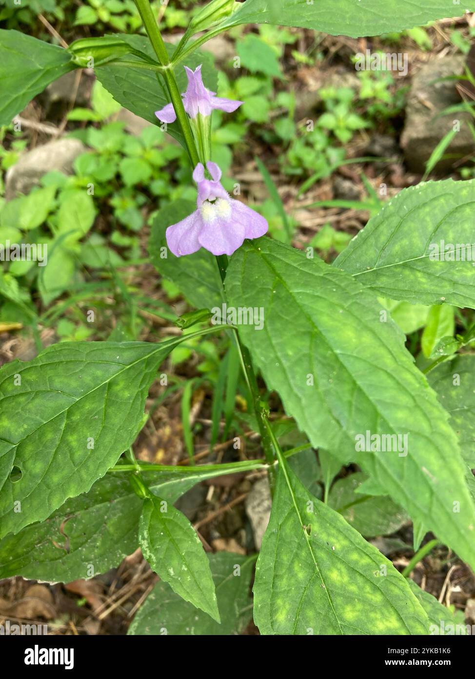 sharpwing monkeyflower (Mimulus alatus Stock Photo - Alamy