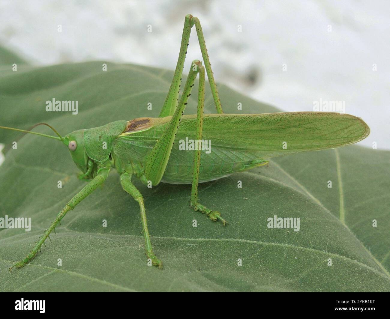 Eastern Green Bush-cricket (Tettigonia caudata Stock Photo - Alamy