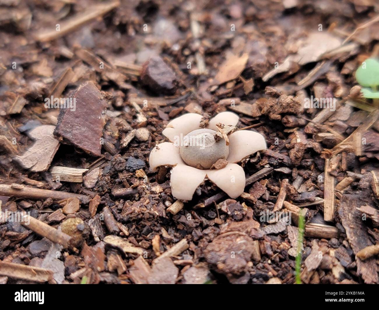 Saccatum hi-res stock photography and images - Alamy