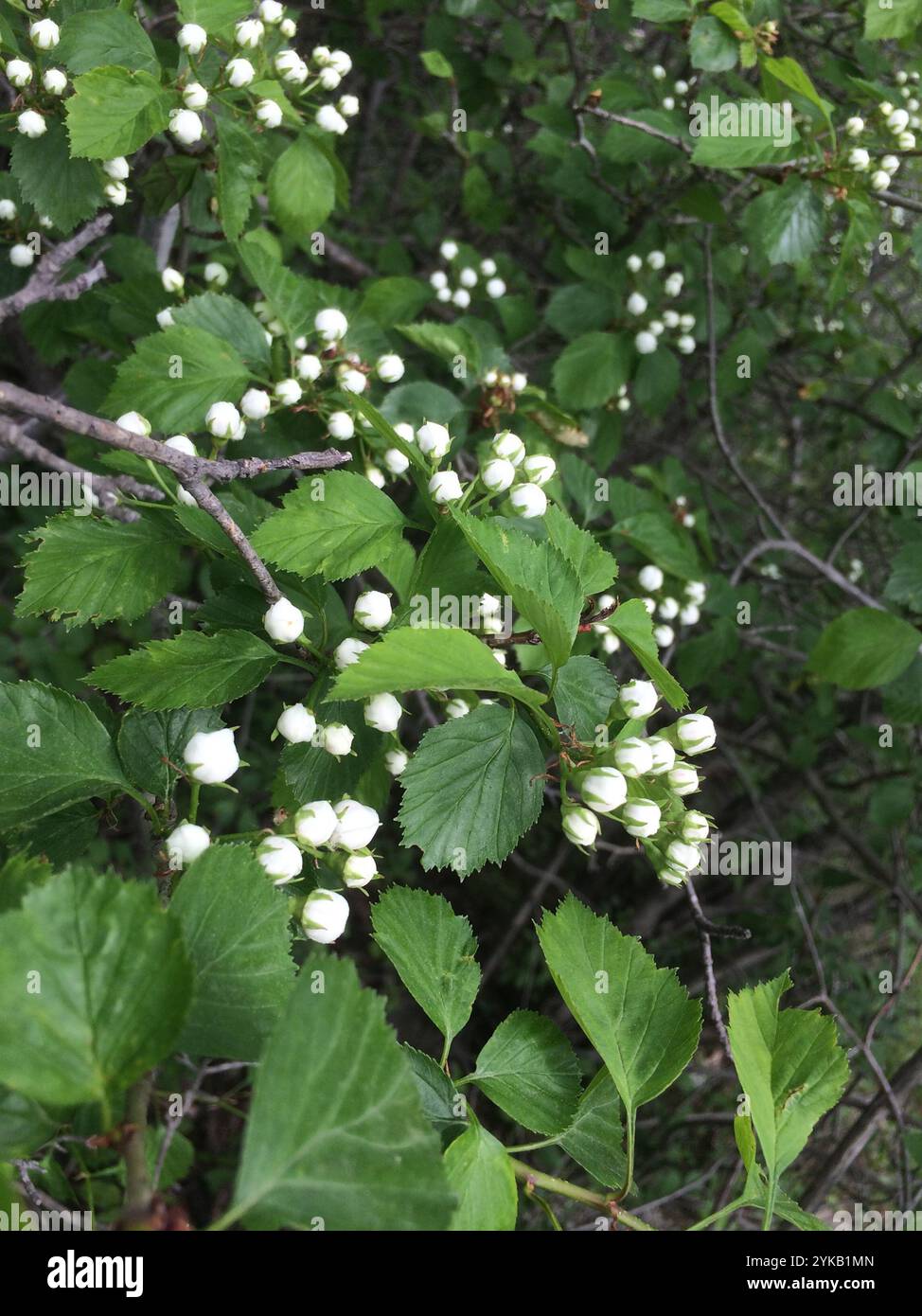 Caughnawaga hi-res stock photography and images - Alamy