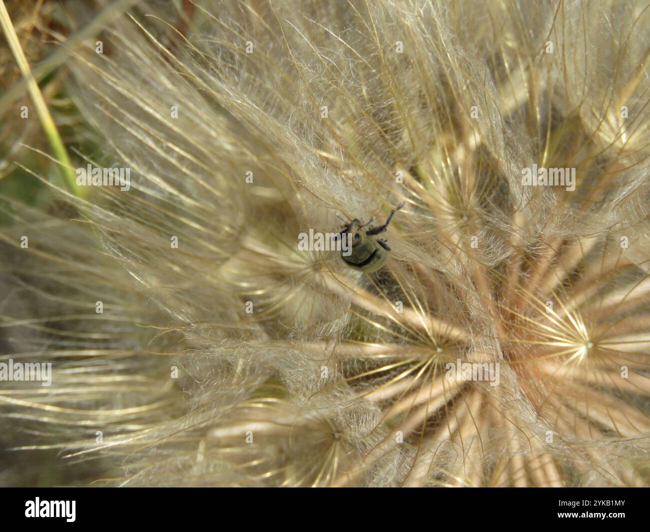Lesser Knapweed Flower Weevil (Larinus minutus Stock Photo - Alamy