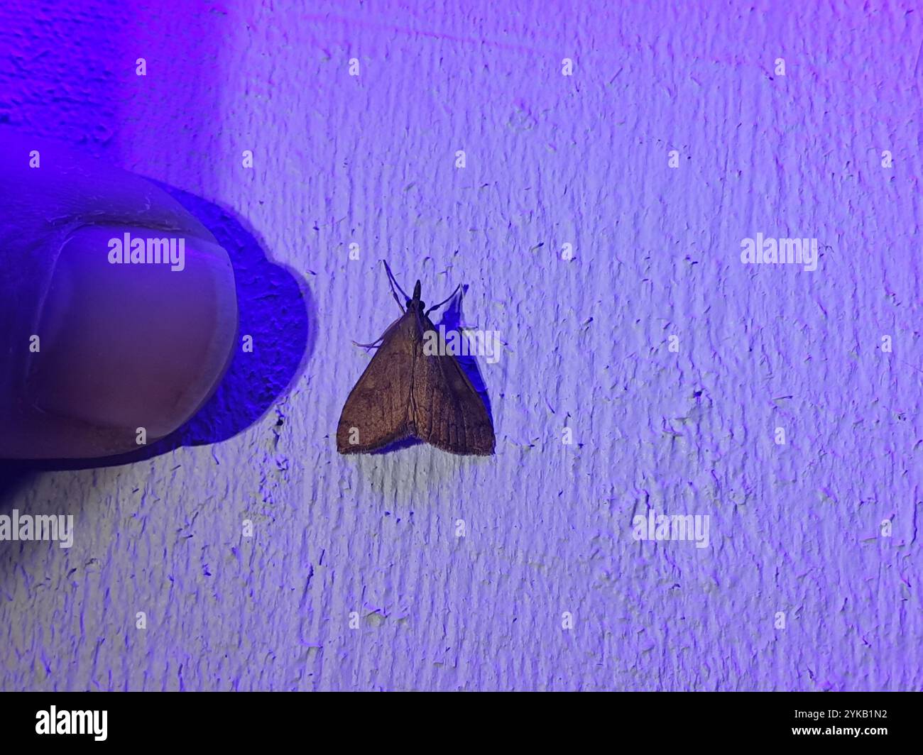 Rusty Dotted Triangle (Mnesictena flavidalis Stock Photo - Alamy