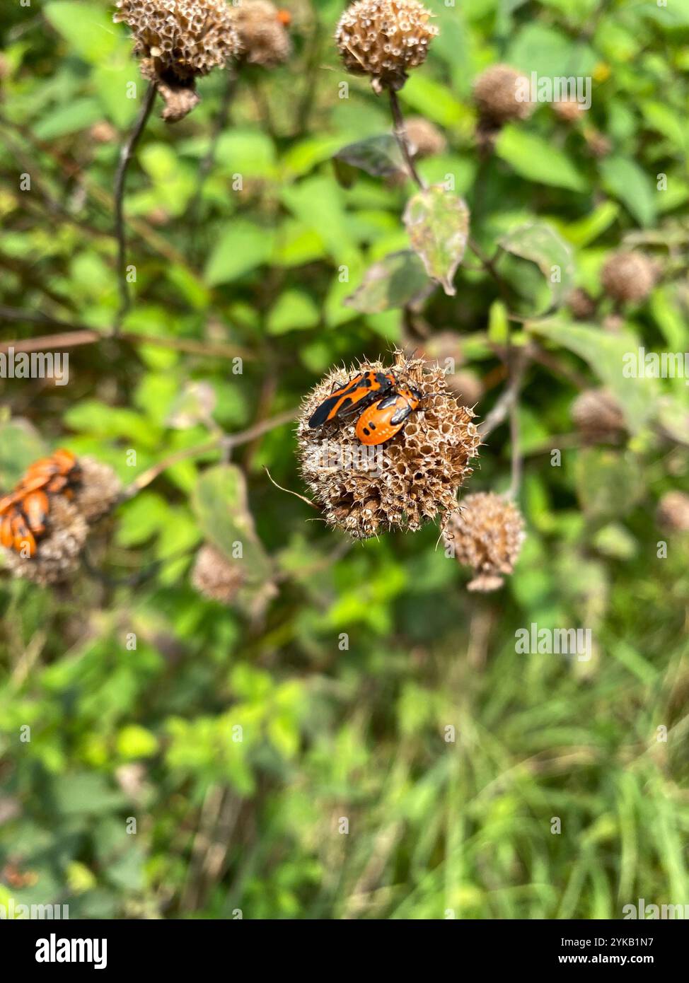 False Milkweed Bug (Lygaeus turcicus Stock Photo - Alamy