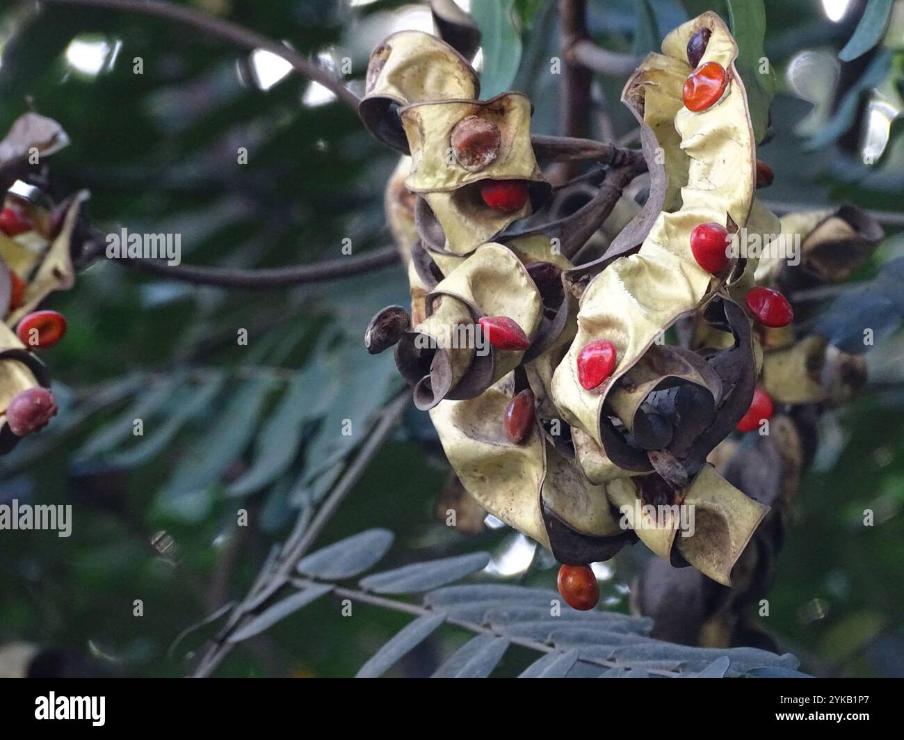 Saga Tree (Adenanthera pavonina Stock Photo - Alamy