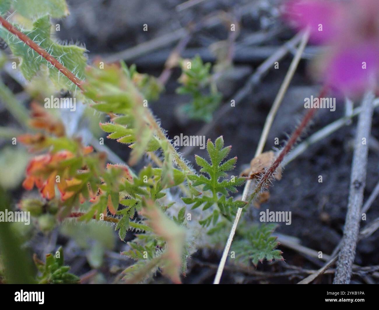 Redstem Stork's-bill (Erodium cicutarium Stock Photo - Alamy