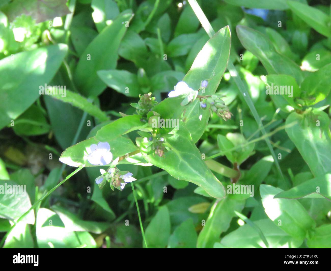 American brooklime (Veronica americana Stock Photo - Alamy