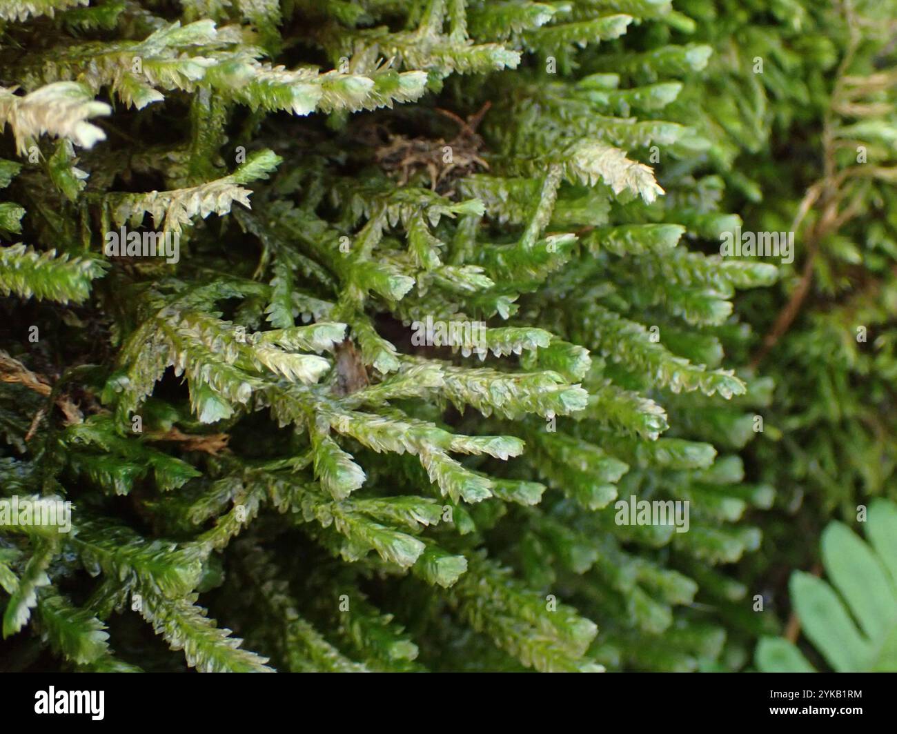 Neckera pennata hi-res stock photography and images - Alamy