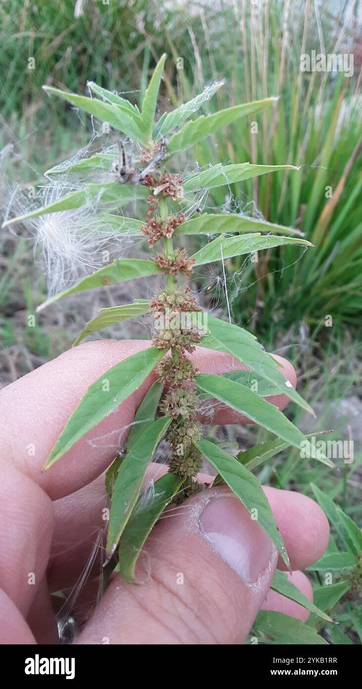 Rough Bugleweed (Lycopus asper Stock Photo - Alamy