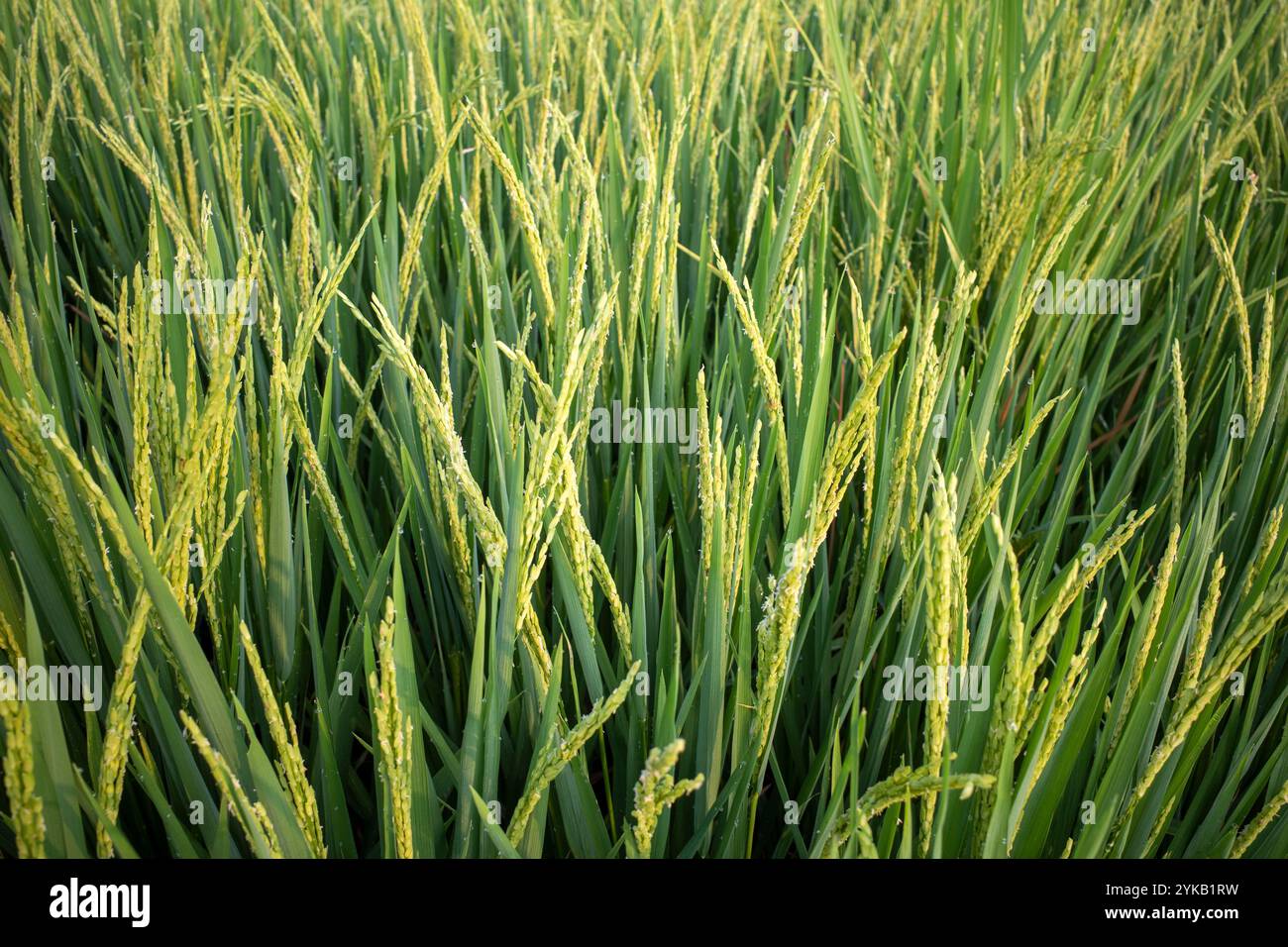 Close up of green paddy rice plant (Oryza sativa) on rice field ...