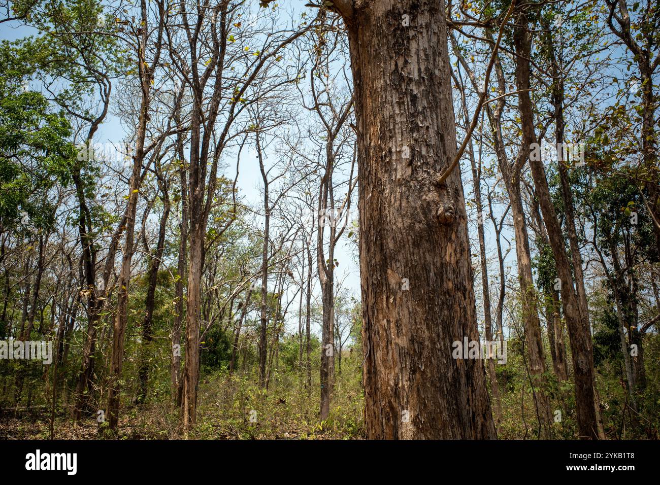 Dry teak trees canopy in the forest with blue sky background. Natural ...