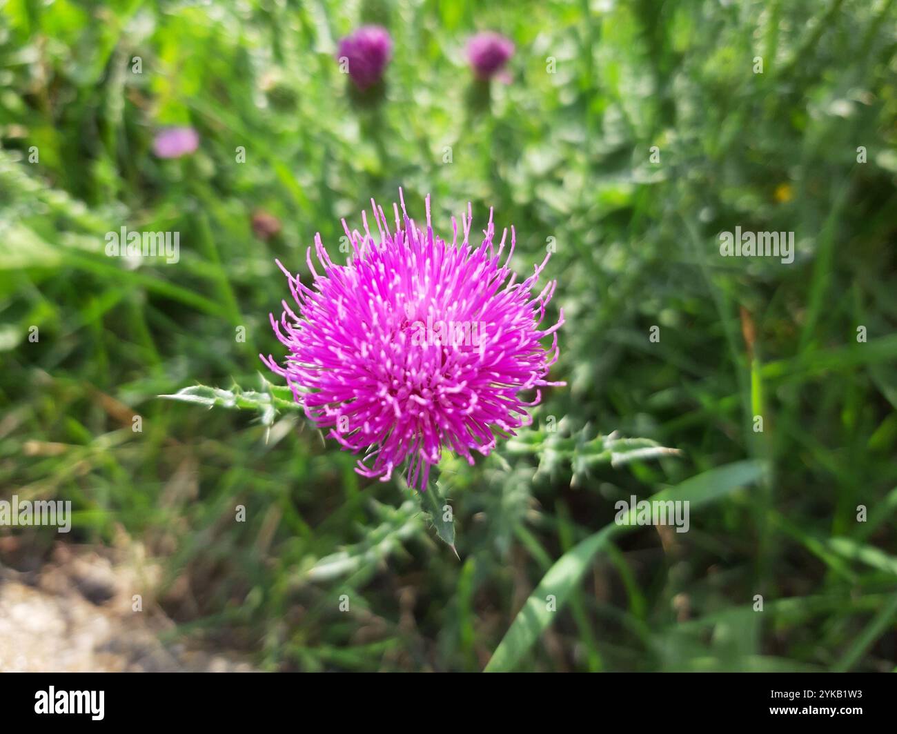 Broad winged thistle hi-res stock photography and images - Alamy