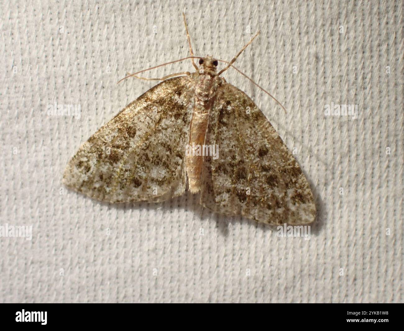Geometer Moths (Geometridae Stock Photo - Alamy